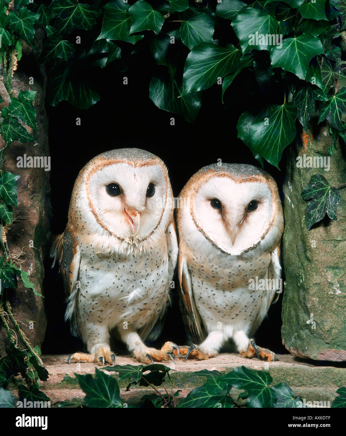 Barn Owl Stock Photo - Alamy