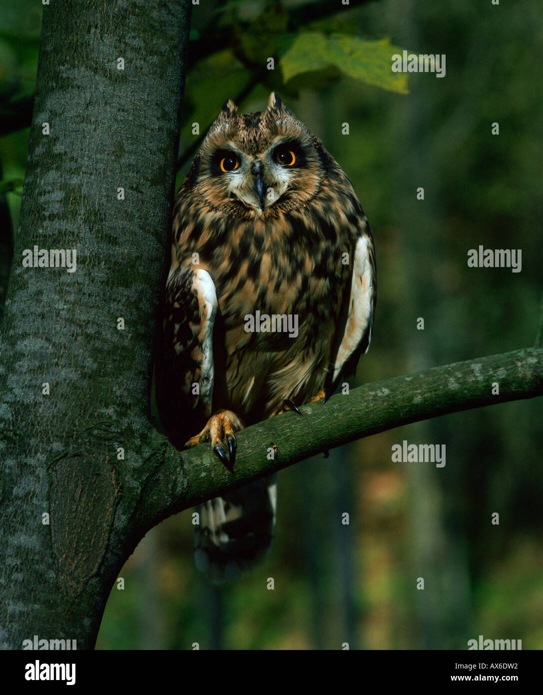 Short-eared Owl Stock Photo - Alamy
