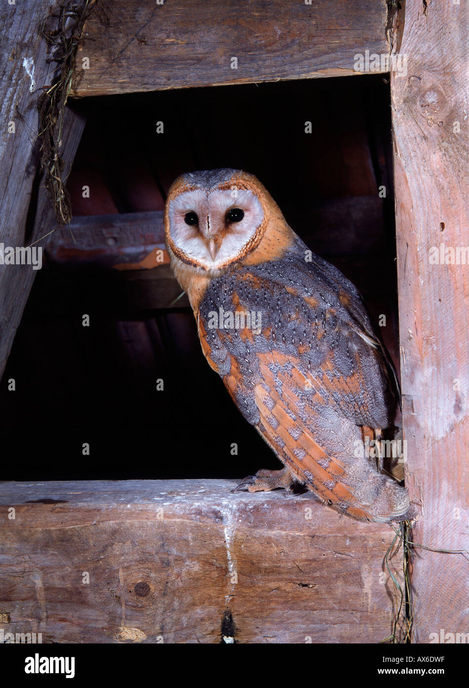 Barn Owl Stock Photo - Alamy