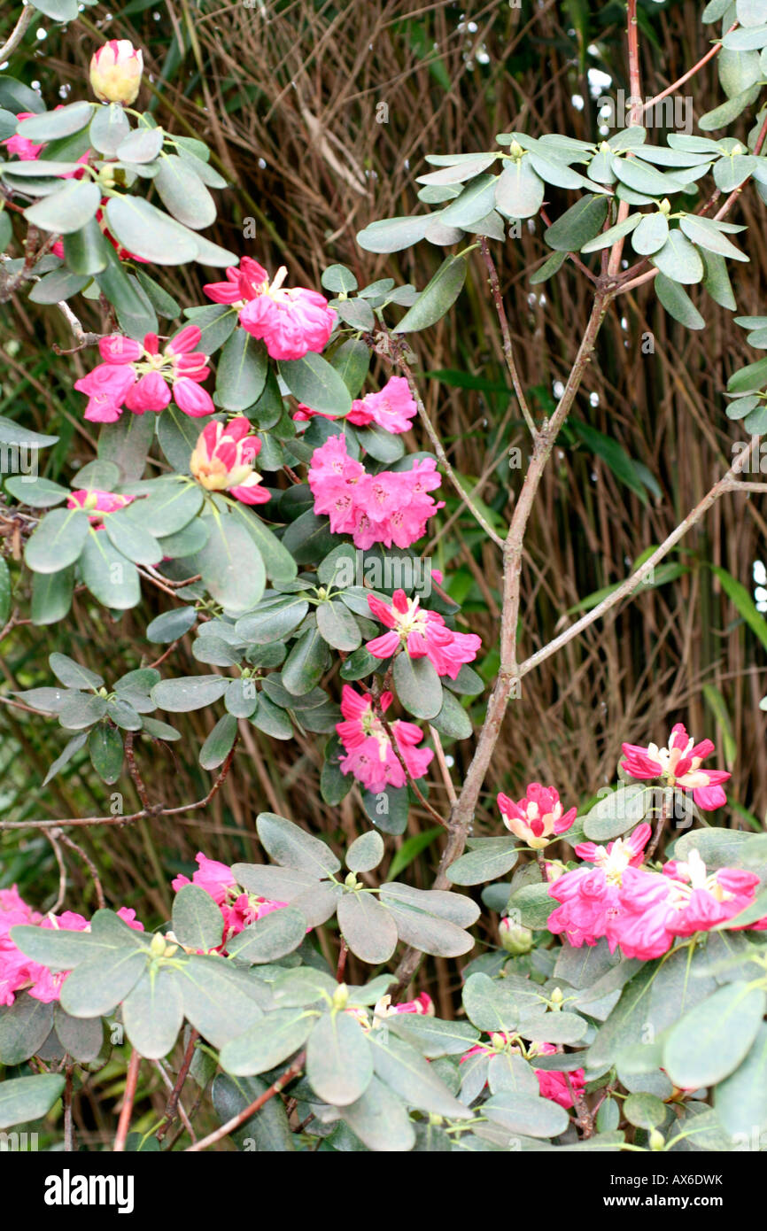 Rosalind march hi-res stock photography and images - Alamy