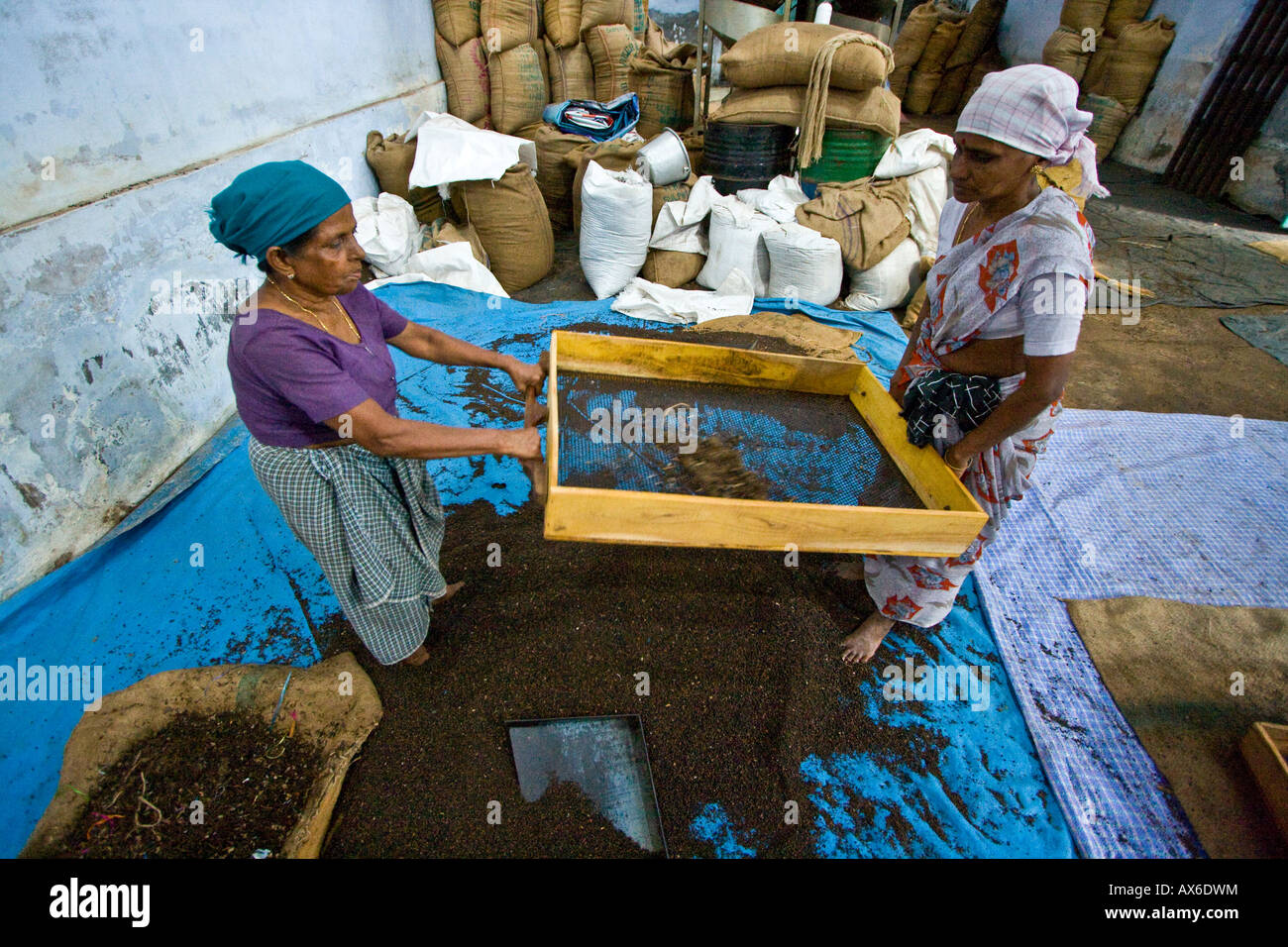 Indian Women Sifting Black Pepper in a Jew Town Wharehouse in ...