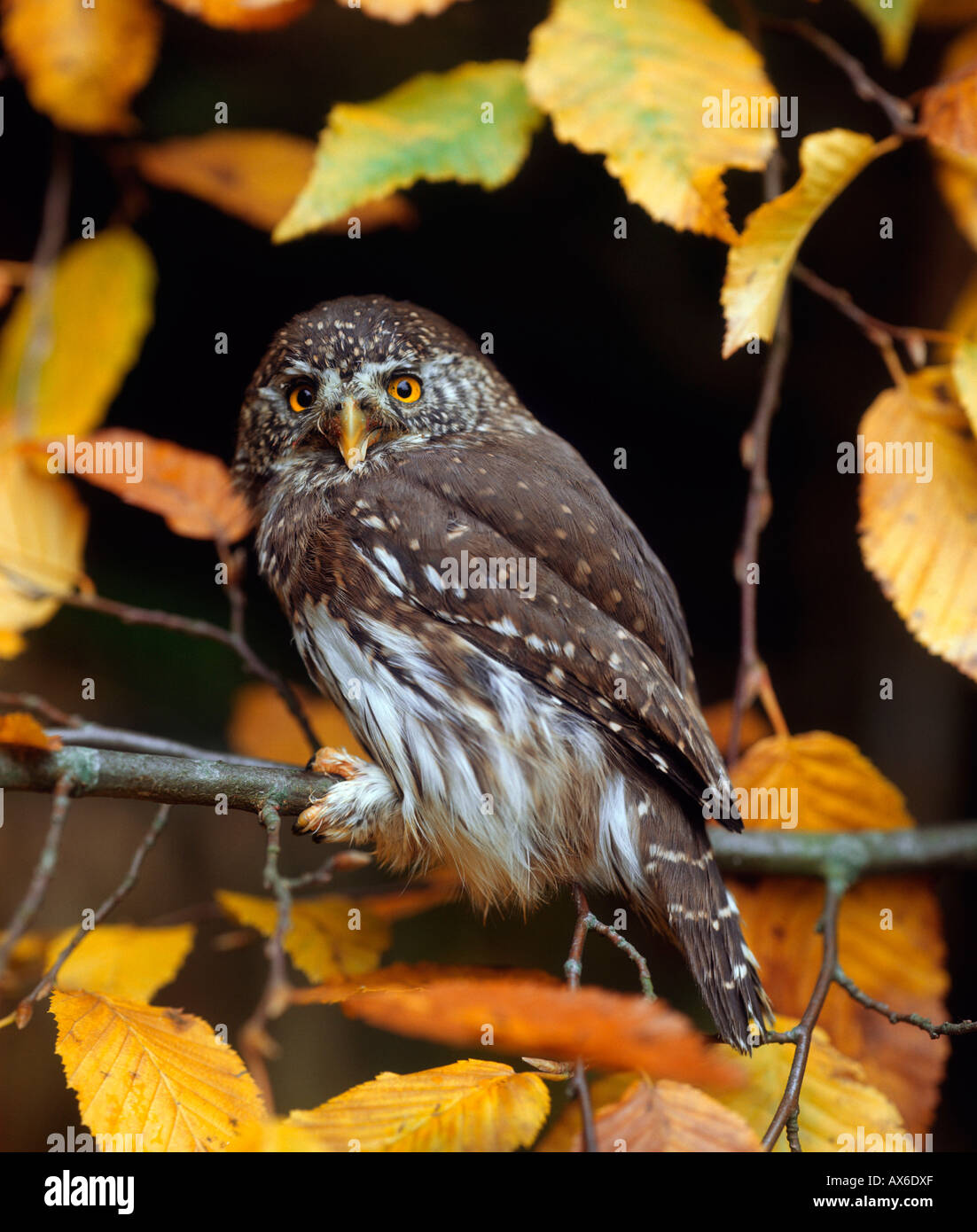 Eurasian Pygmy Owl Stock Photo - Alamy
