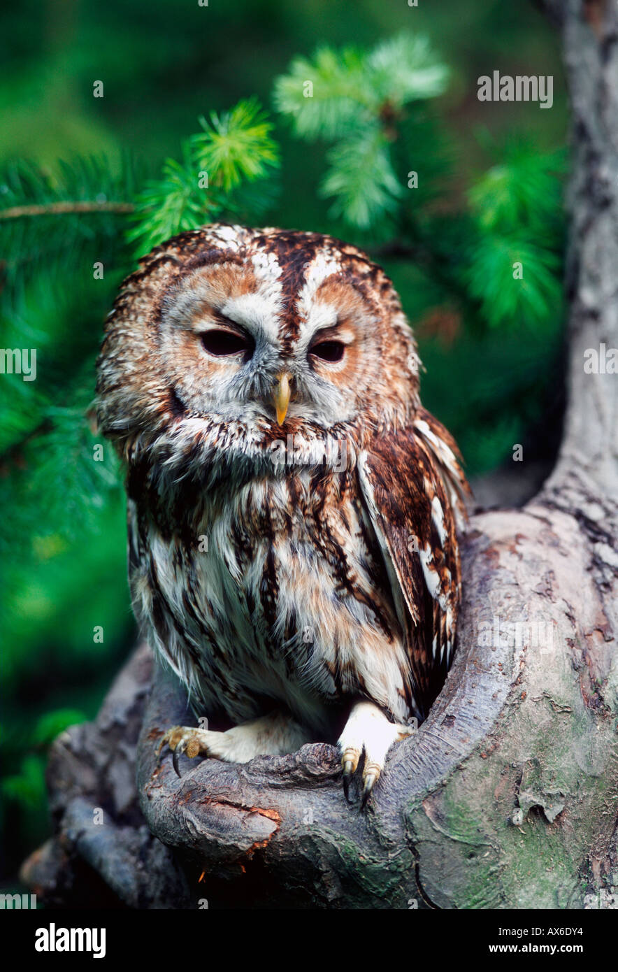 Europa strix aluco hi-res stock photography and images - Alamy