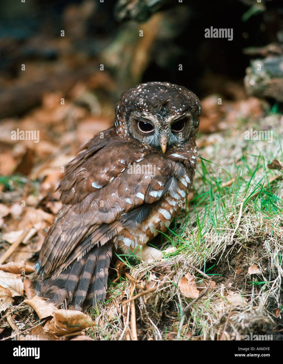 African wood hi-res stock photography and images - Alamy