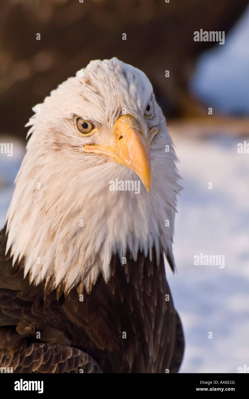 One homer hi-res stock photography and images - Alamy