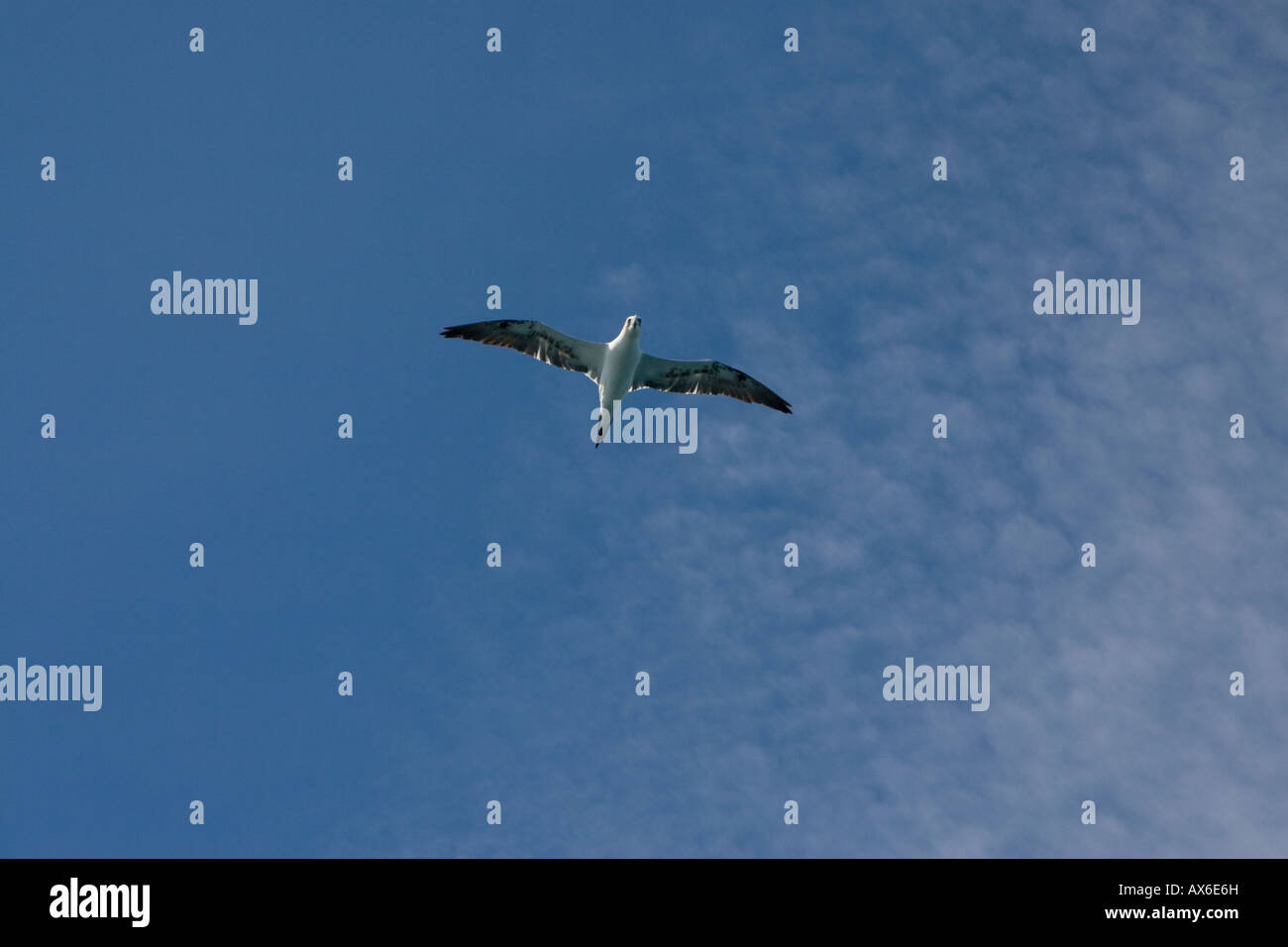bird fly in blue sky Stock Photo - Alamy