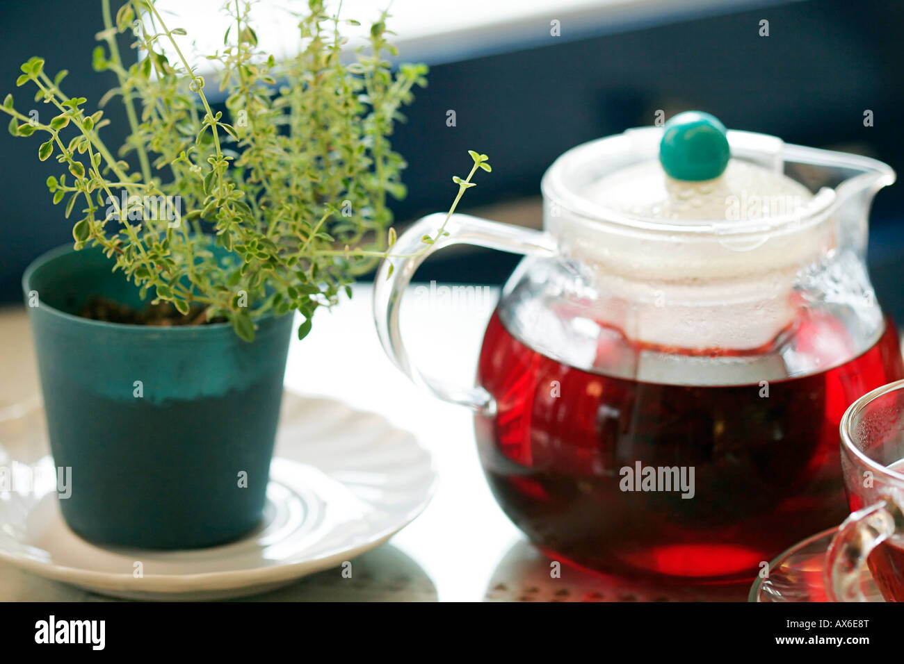 black tea and potted plant Stock Photo - Alamy