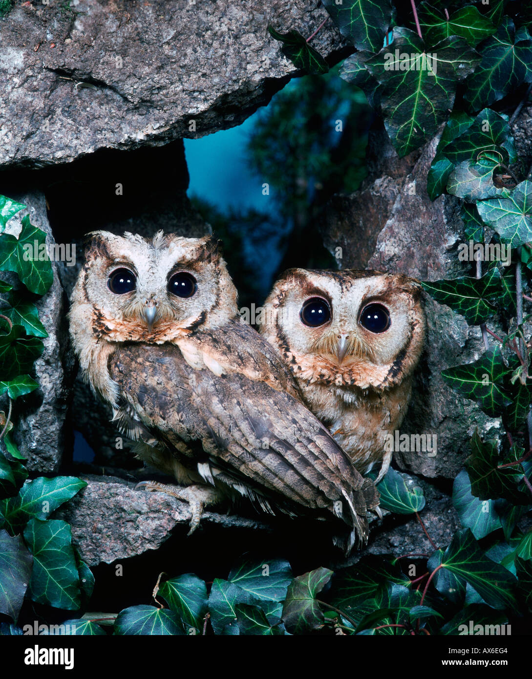 Collared owls hi-res stock photography and images - Alamy