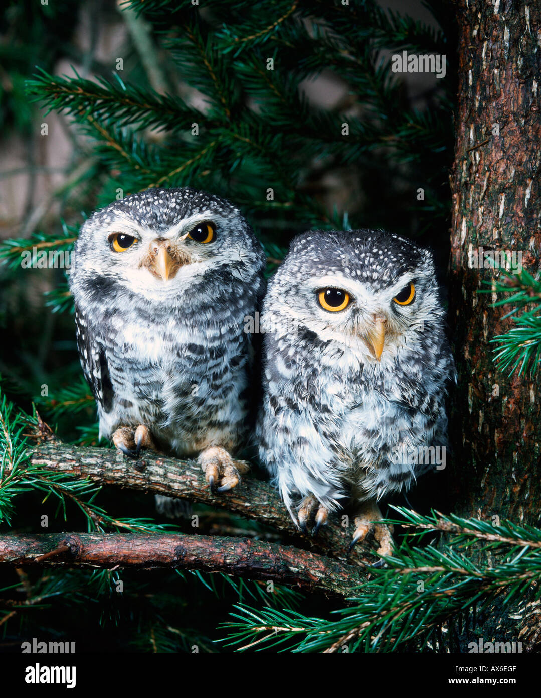 Little owlet hi-res stock photography and images - Alamy