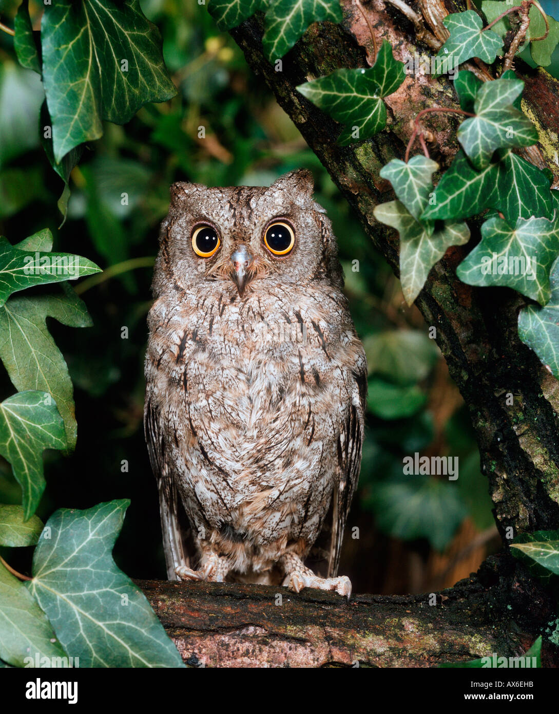Scops Owl Stock Photo - Alamy