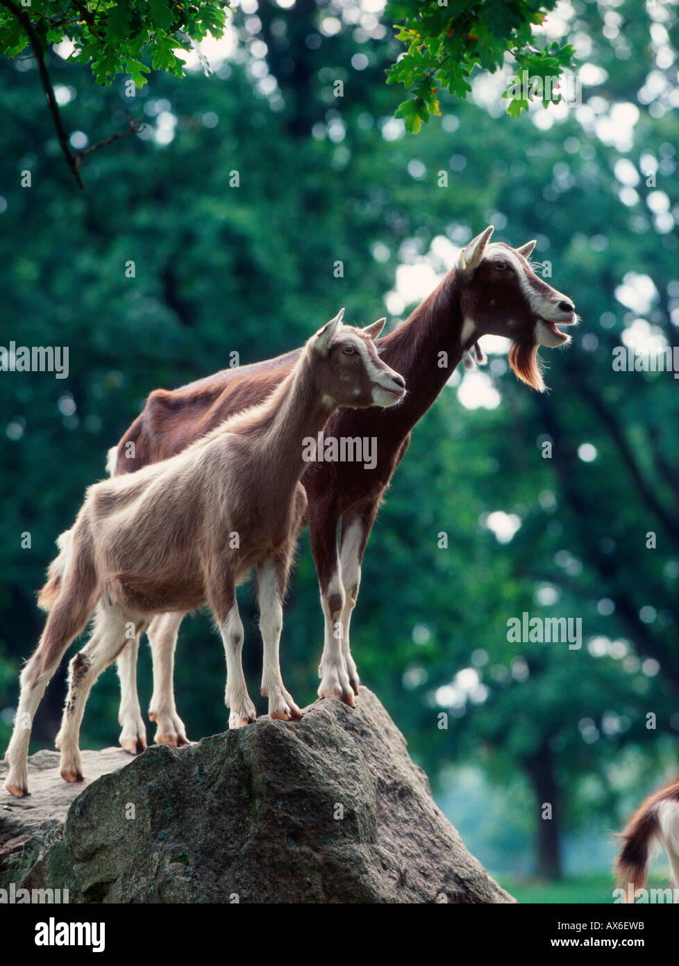 Domestic Goat Stock Photo - Alamy