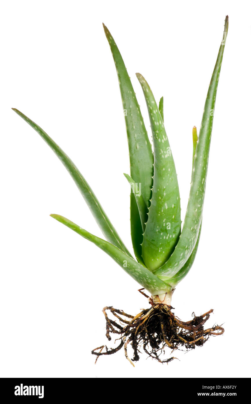 Aloe vera cactus isolated on white Stock Photo - Alamy