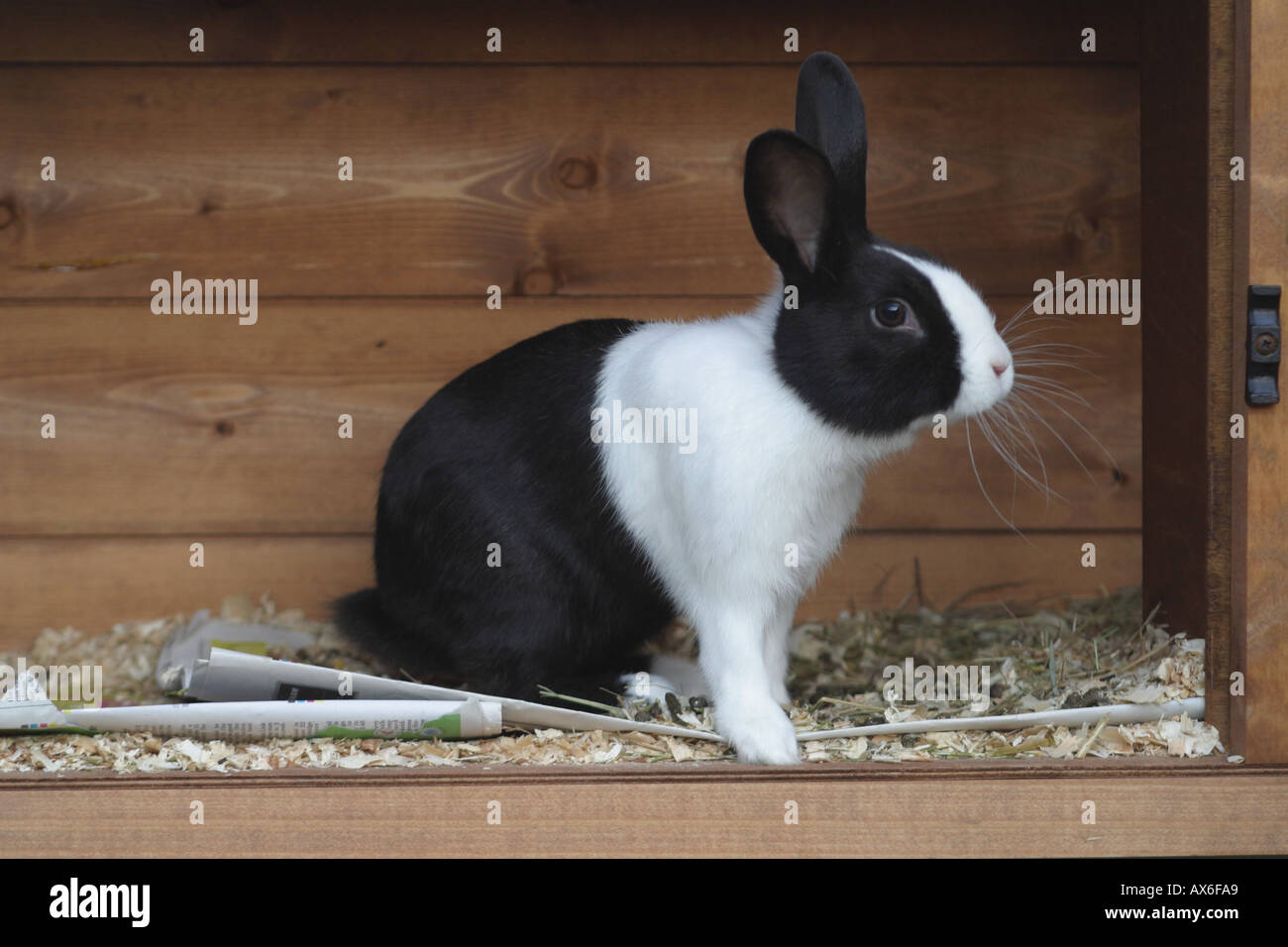 Single Dutch Rabbit in hutch Stock Photo - Alamy