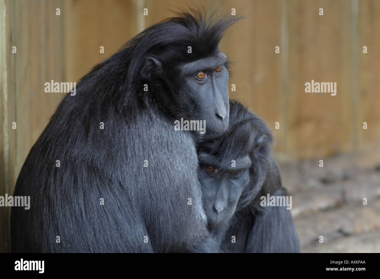 Macaques hugging hi-res stock photography and images - Alamy