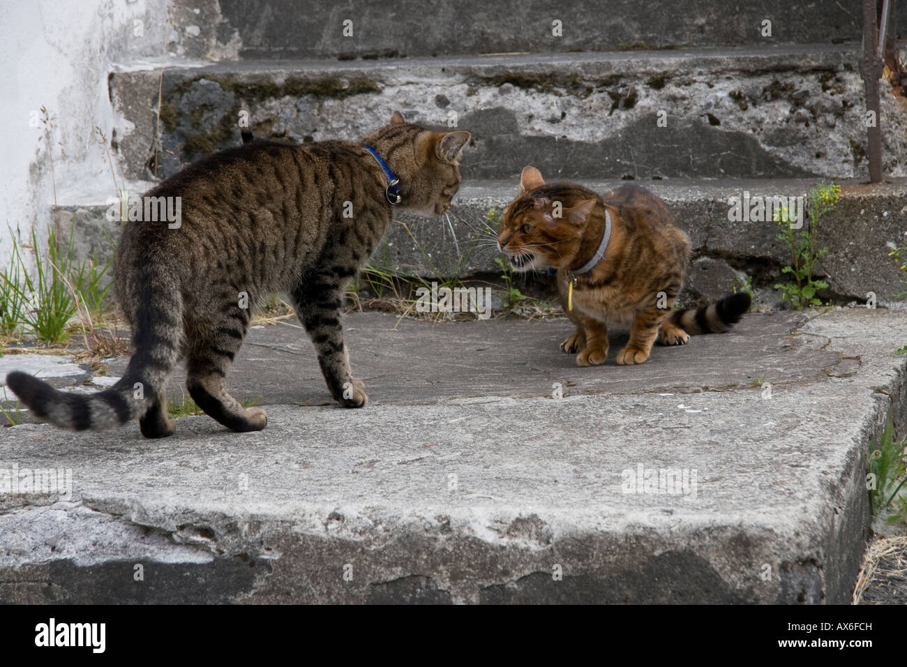 Fight to defend hi-res stock photography and images - Alamy