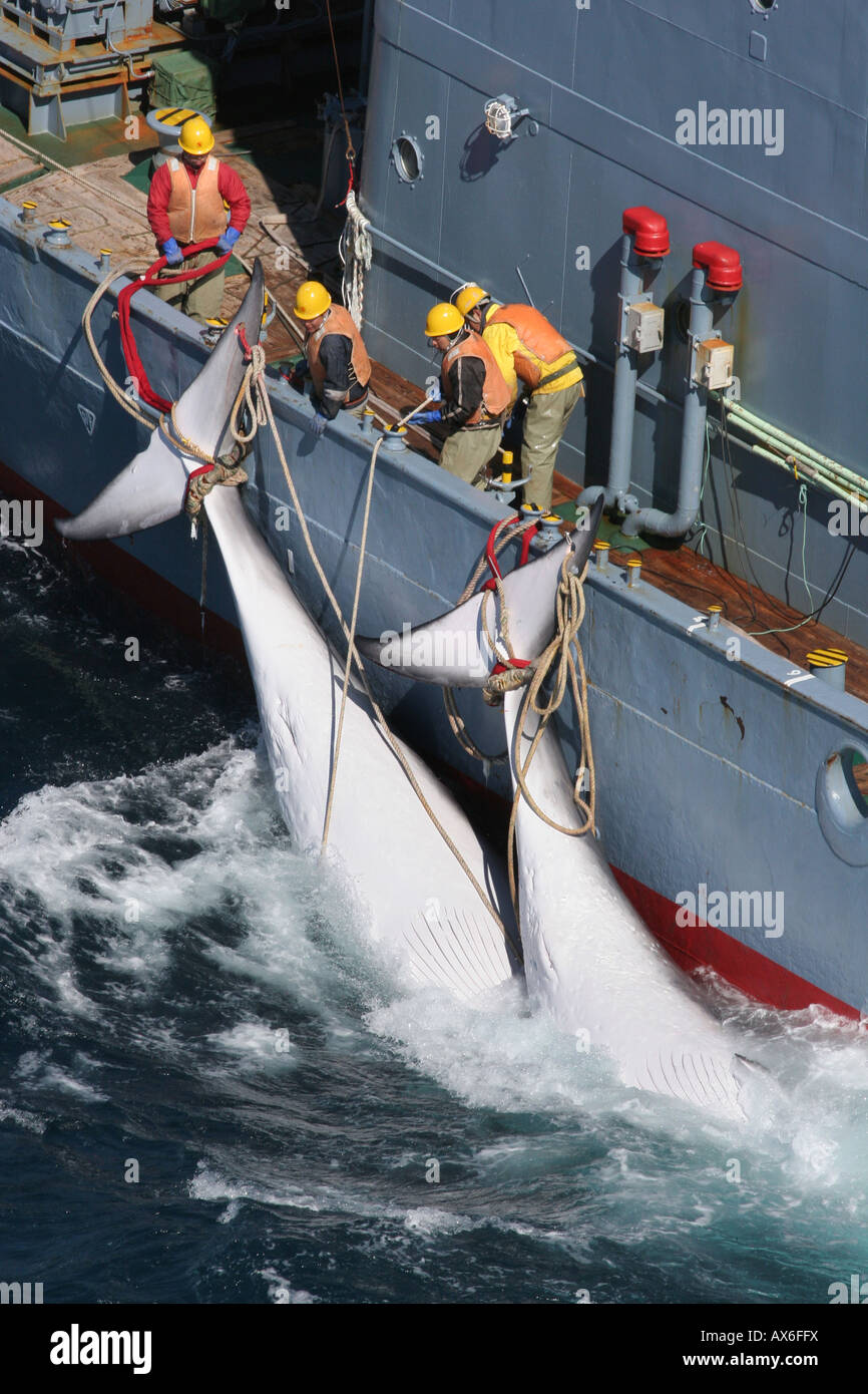The harpooning and killing of minke whales by the whaling fleet of ...