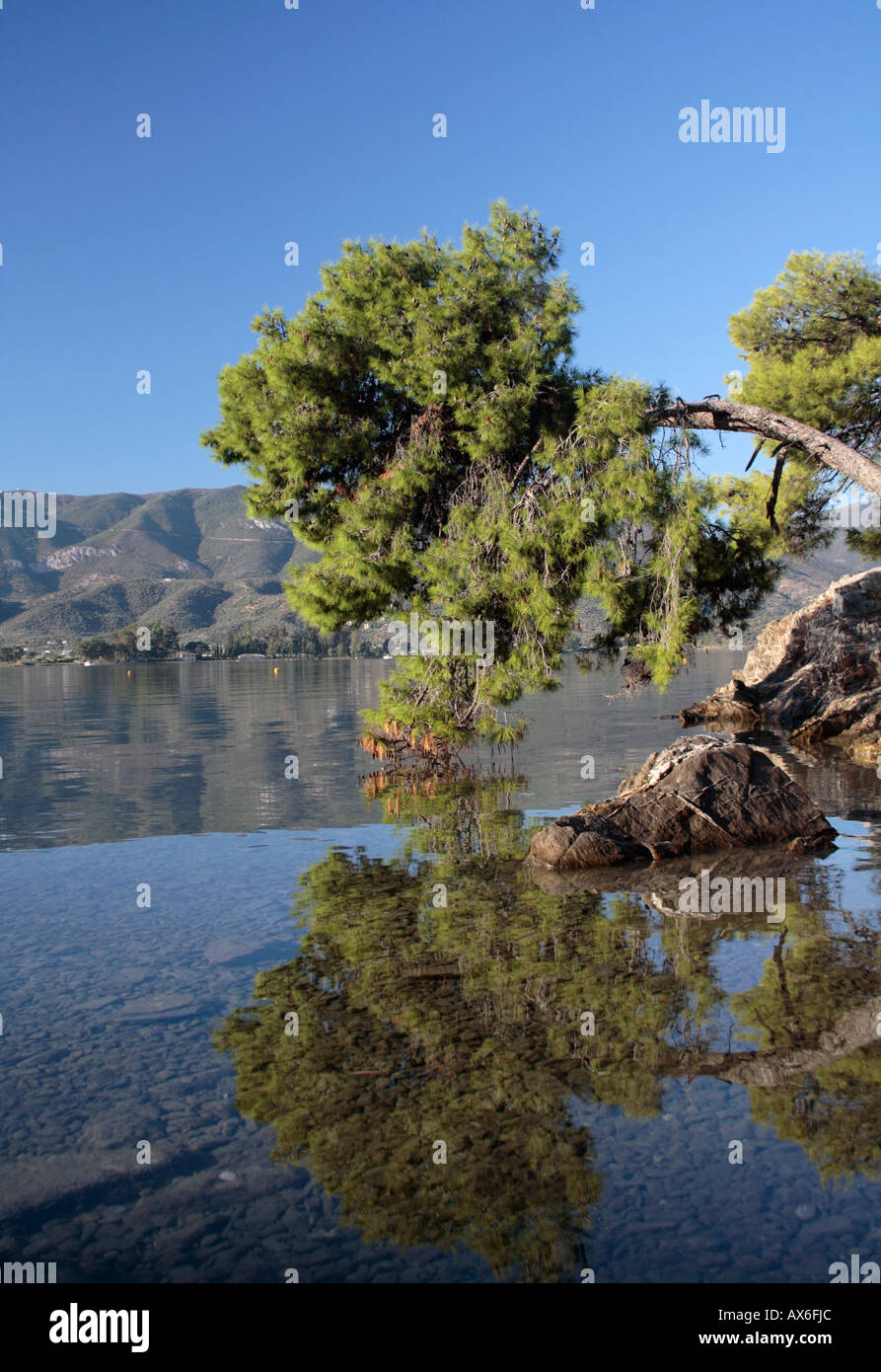 Arched Pine Tree over shallow Sea Stock Photo - Alamy