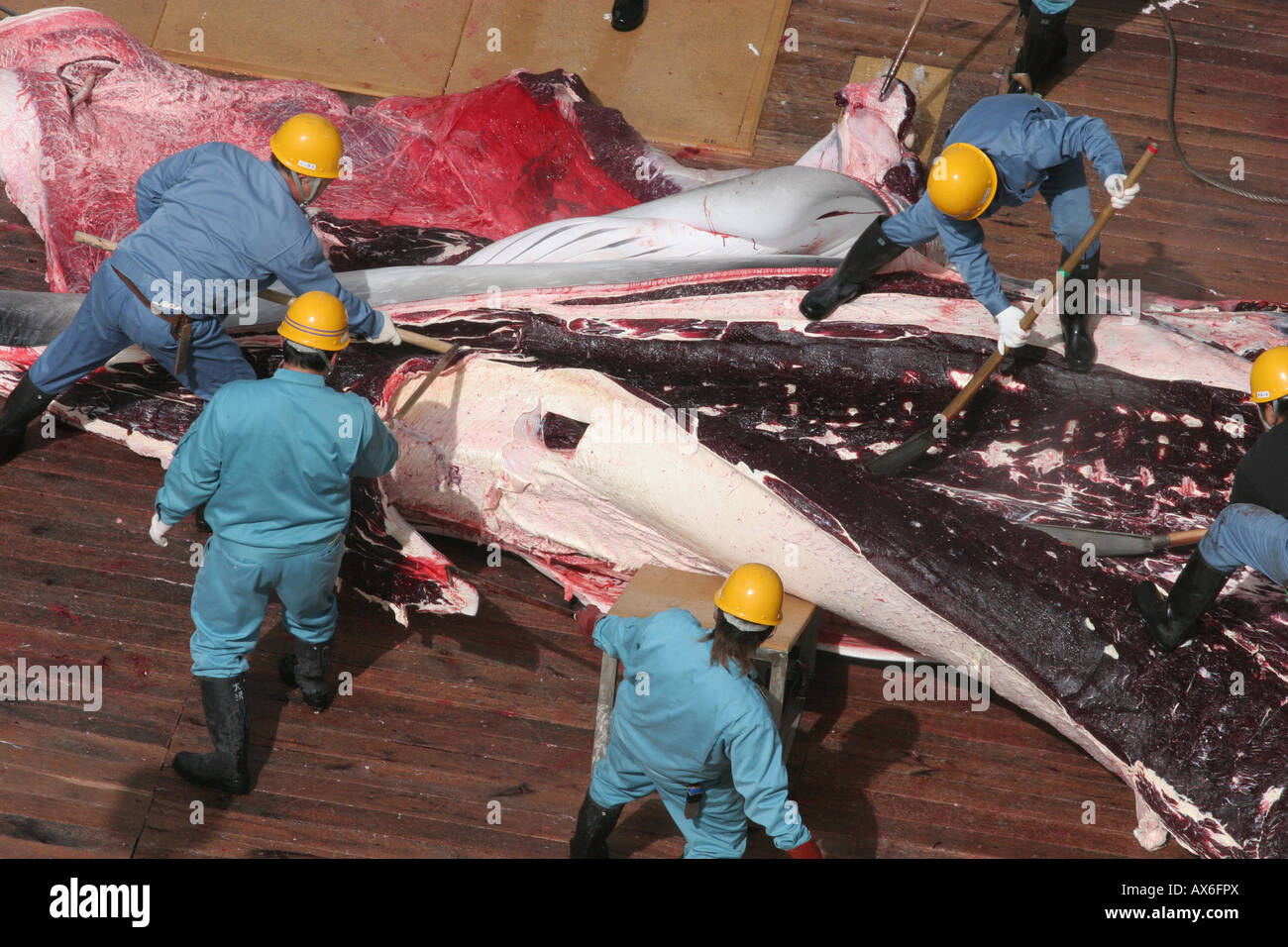 Flensing deck hi-res stock photography and images - Alamy