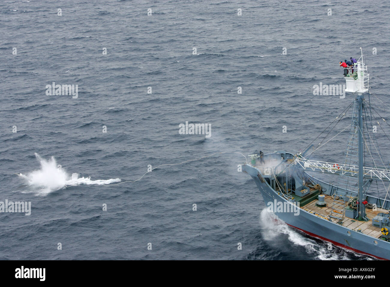 The Japanese whaling fleet ship 'Kyo Maru ' fires harpoon at minke ...