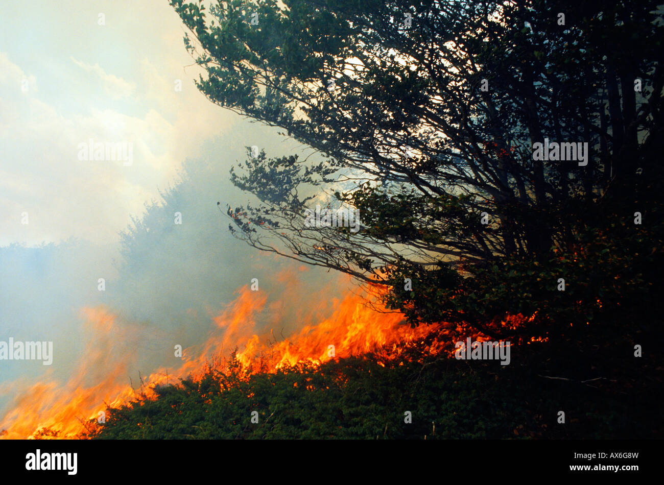 A forest fire in Italy Stock Photo - Alamy