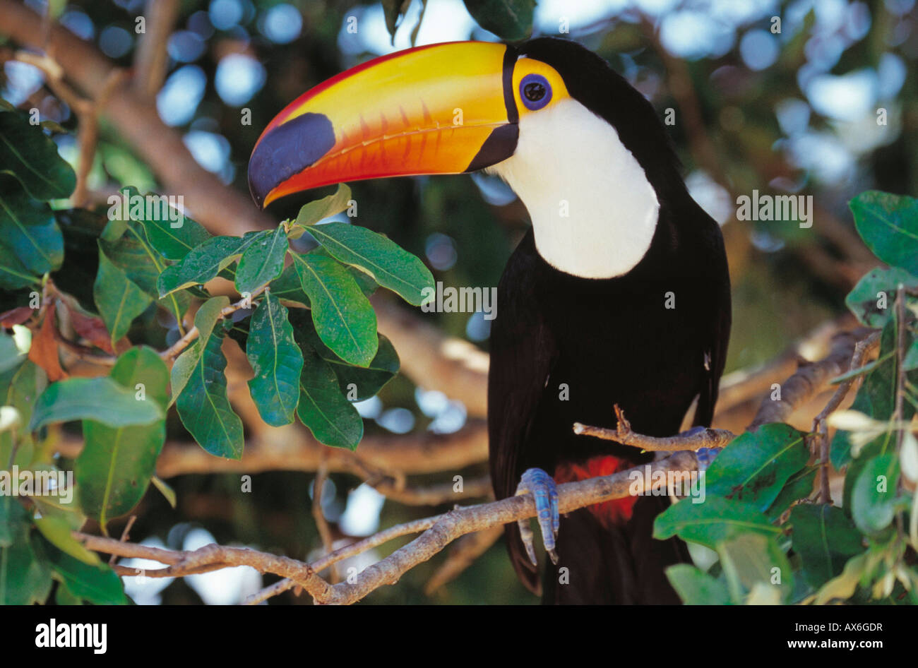 Close-up of Toco Toucan (Ramphastos toco) perching on branch, Pantanal ...