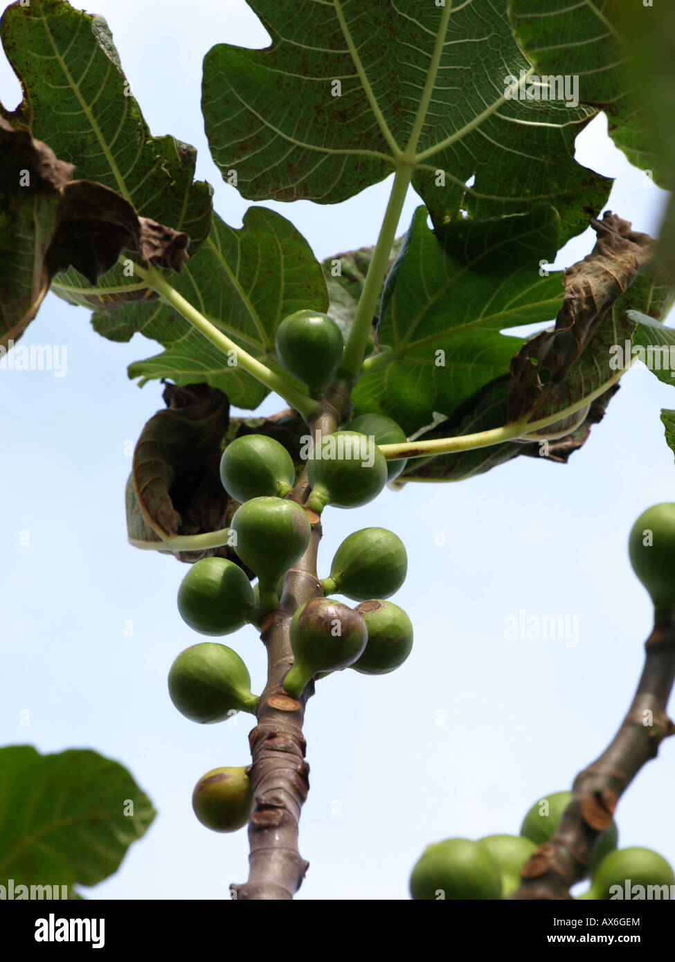 Young fig tree hi-res stock photography and images - Alamy