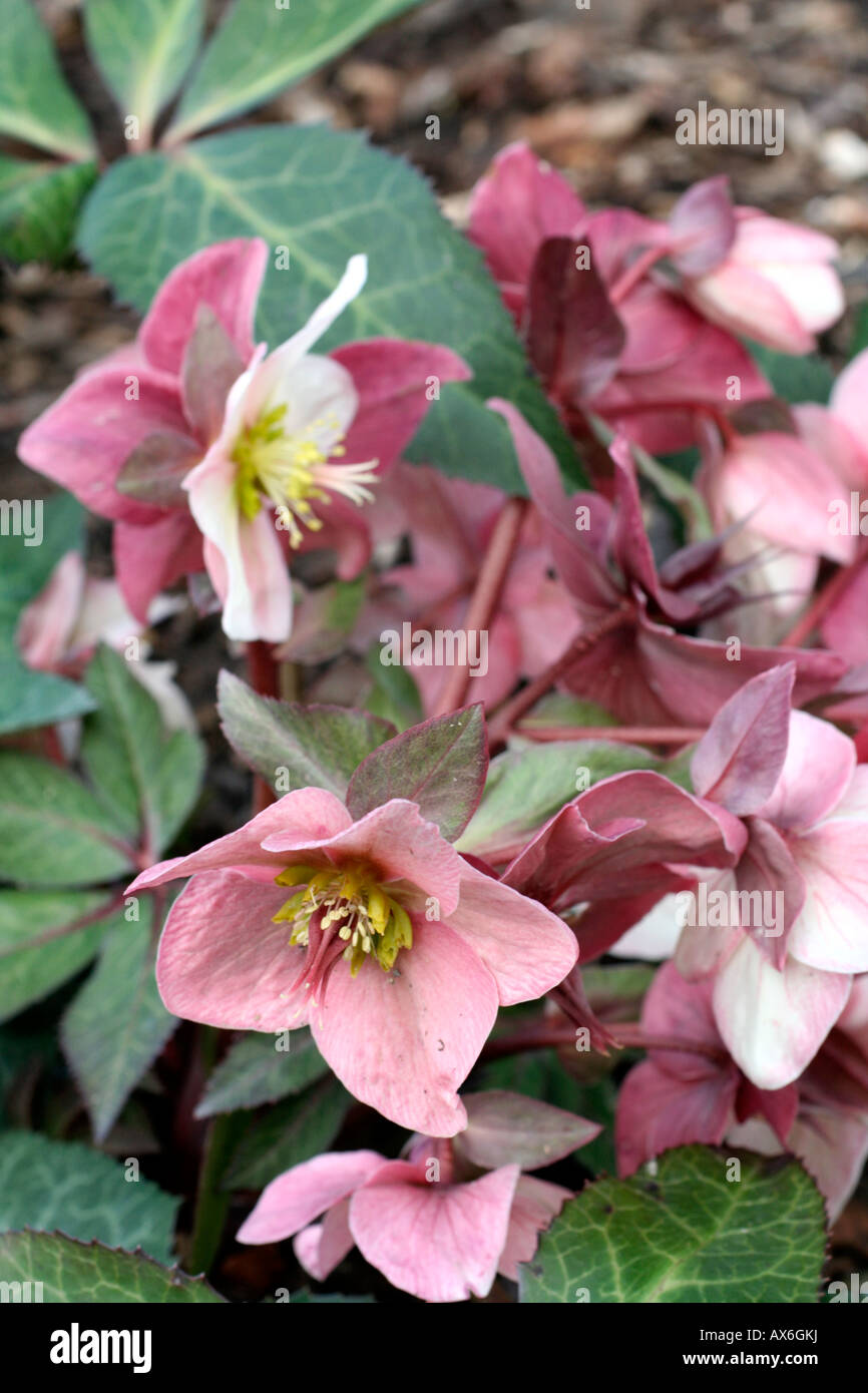 Ruby glow hi-res stock photography and images - Alamy