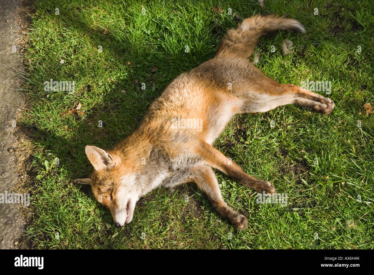 Dead fox in road hi-res stock photography and images - Alamy