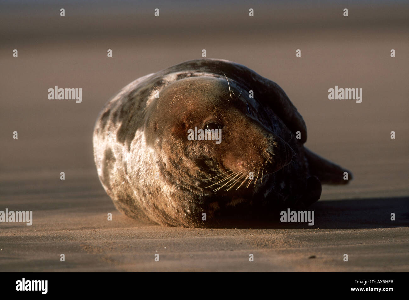 Female grey seal on beach December North Somercotes Stock Photo - Alamy