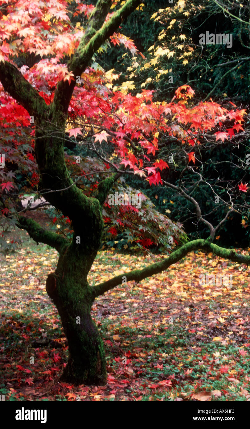 Westinbirt hi-res stock photography and images - Alamy