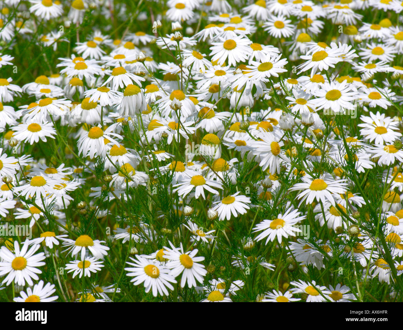 Camomile images hi-res stock photography and images - Alamy
