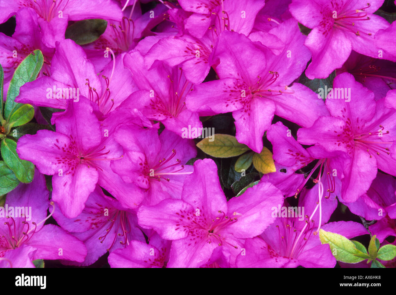 Growing azaleas hi-res stock photography and images - Alamy