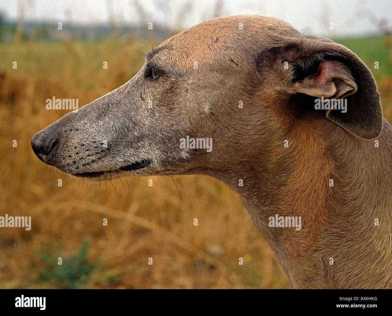 Close-up of Whippet's face Stock Photo - Alamy
