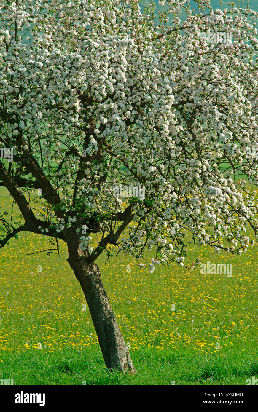 Apple tree blooming in field Stock Photo - Alamy