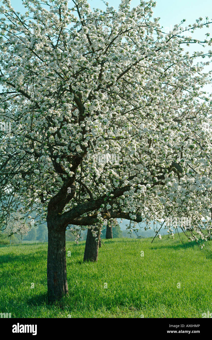 Apple trees blooming in field Stock Photo - Alamy