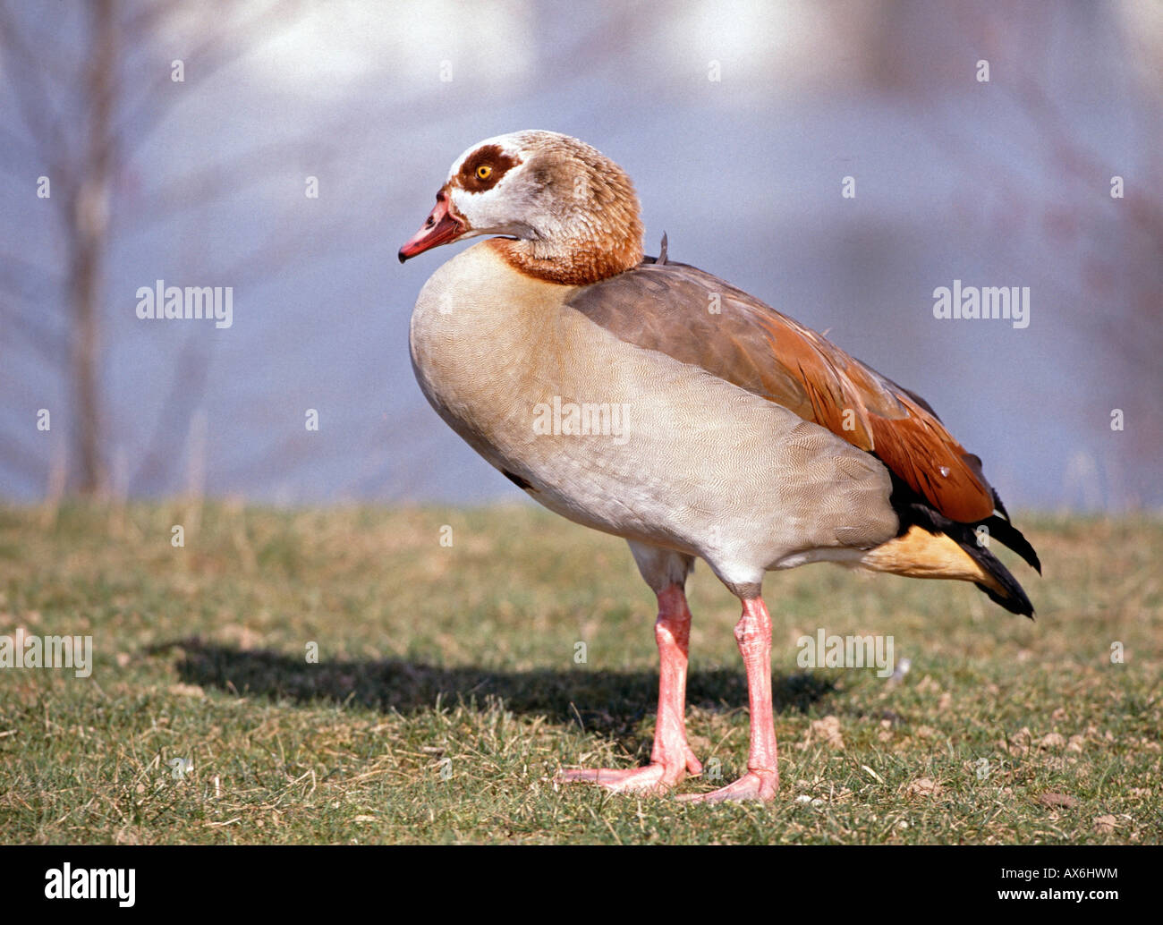 Egyptian goose photos hi-res stock photography and images - Alamy
