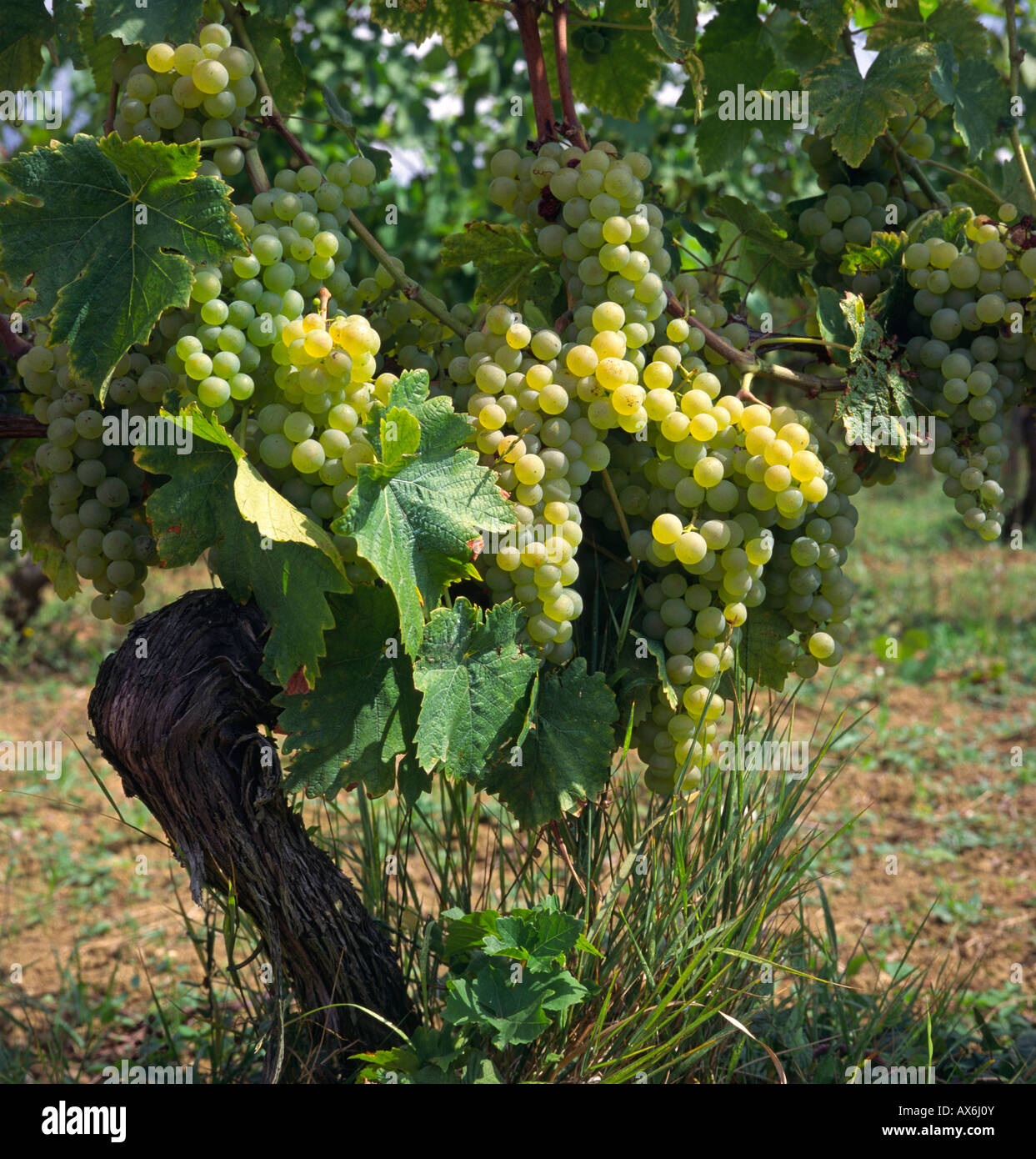 Grapes tree in vineyard, France Stock Photo - Alamy