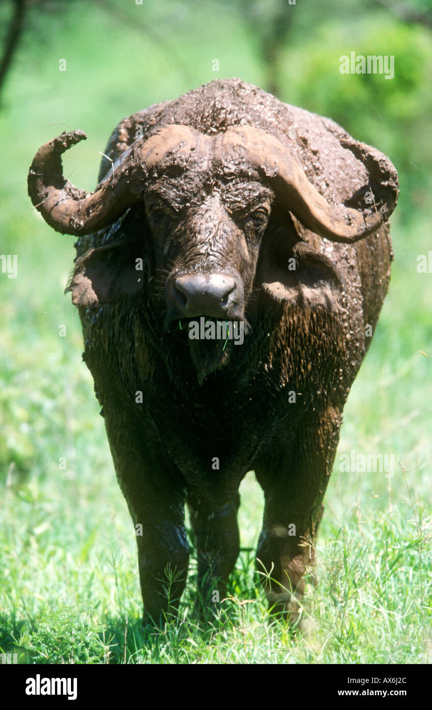 Water buffalo after mud wallow Stock Photo - Alamy