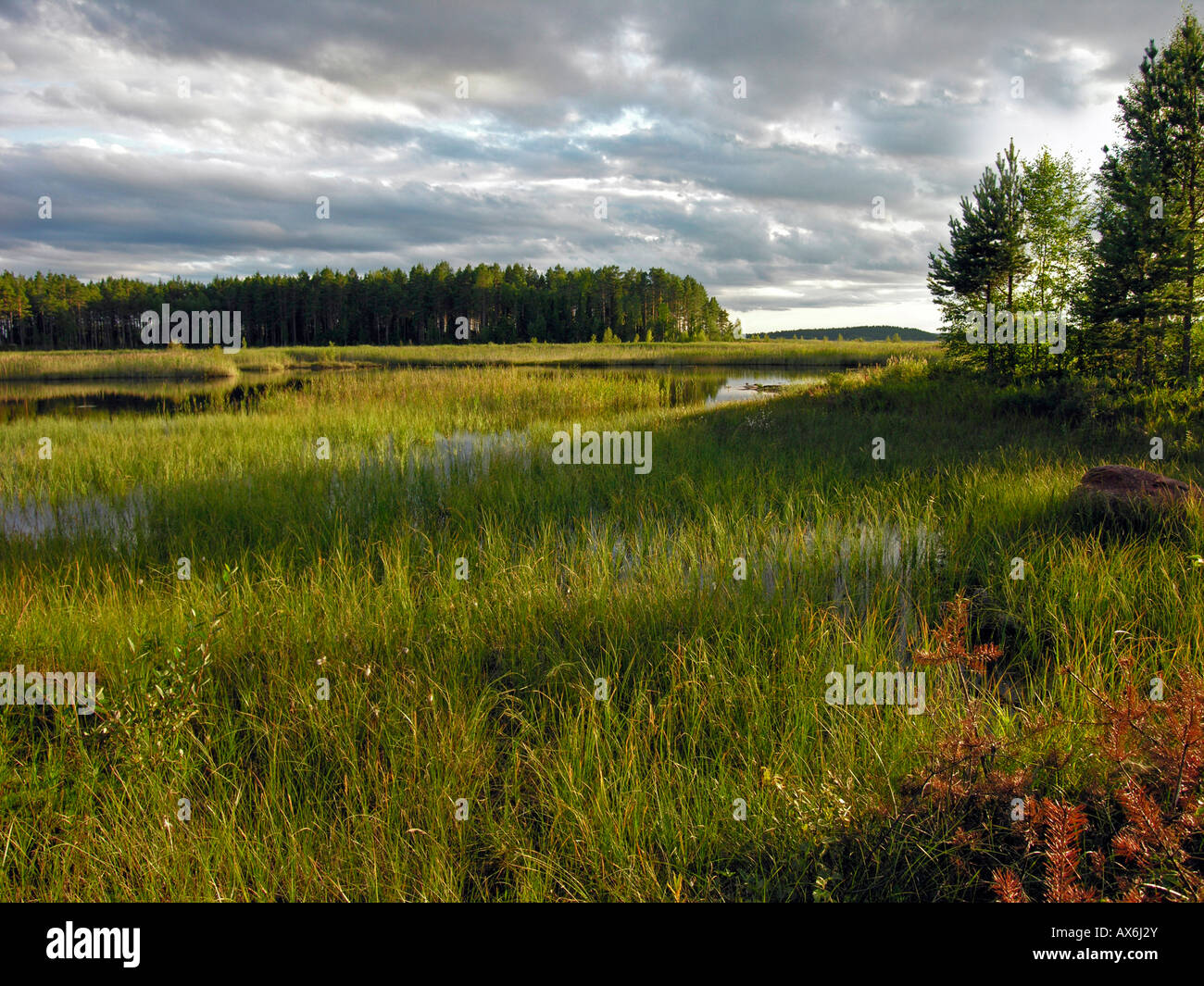 Marshland under overcast sky hi-res stock photography and images - Alamy