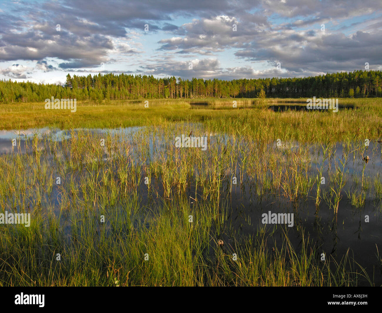 Marshland under overcast sky hi-res stock photography and images - Alamy