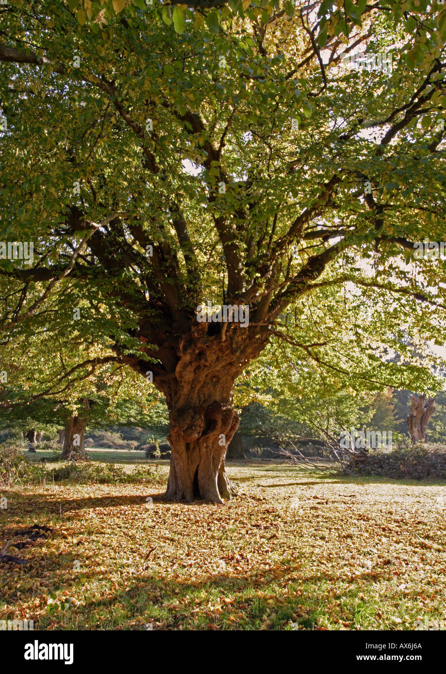 Tree trunks pollard hi-res stock photography and images - Alamy