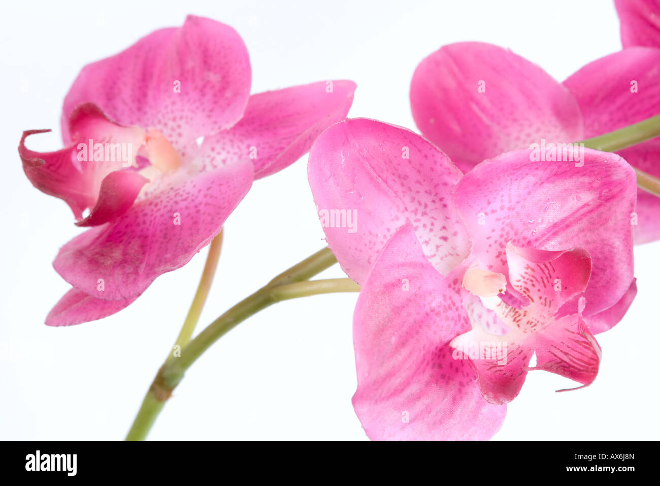Pink orchid on a white background Horizontal shot Stock Photo - Alamy