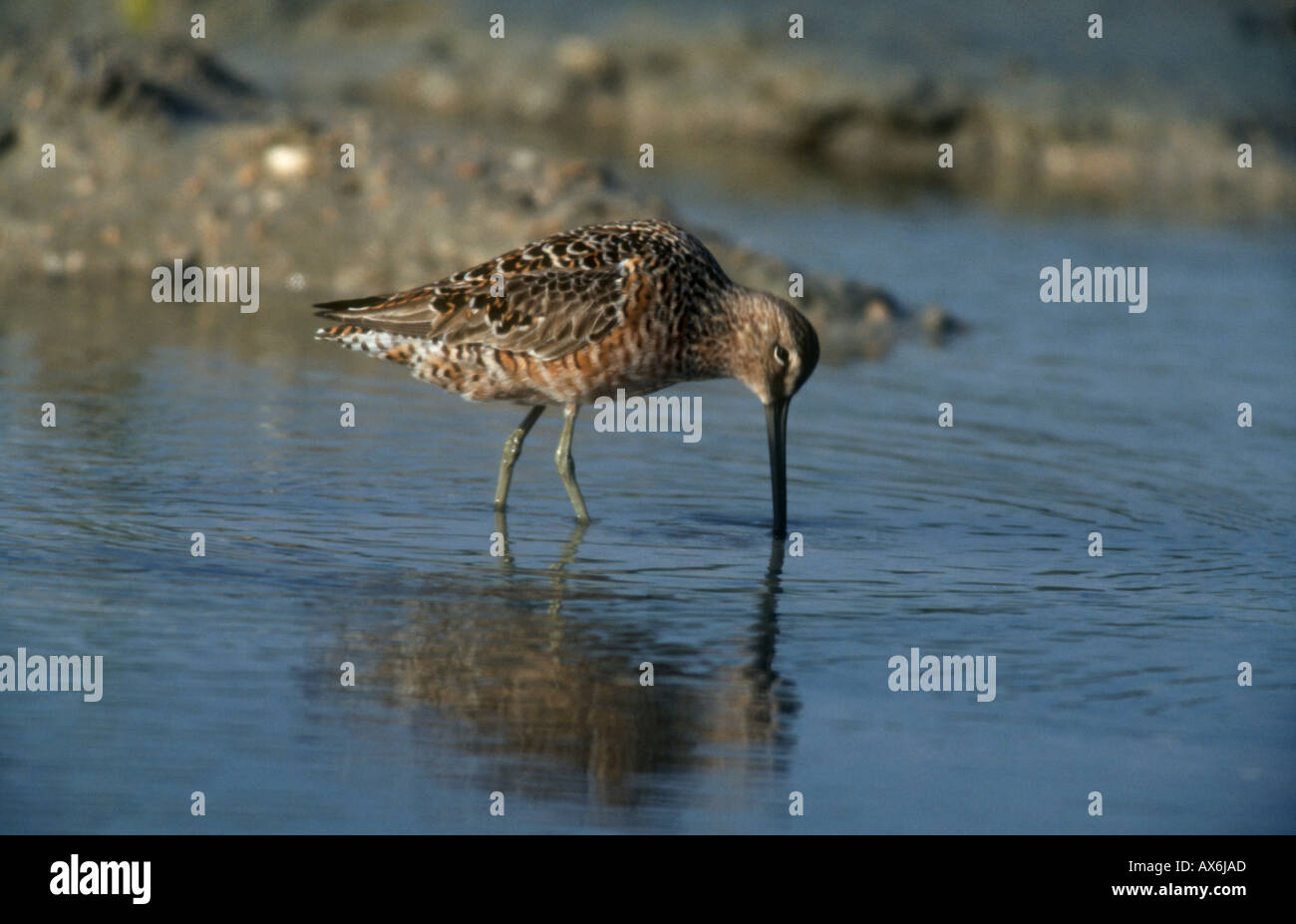 Short-billed Dowitcher feeding in pool Stock Photo - Alamy