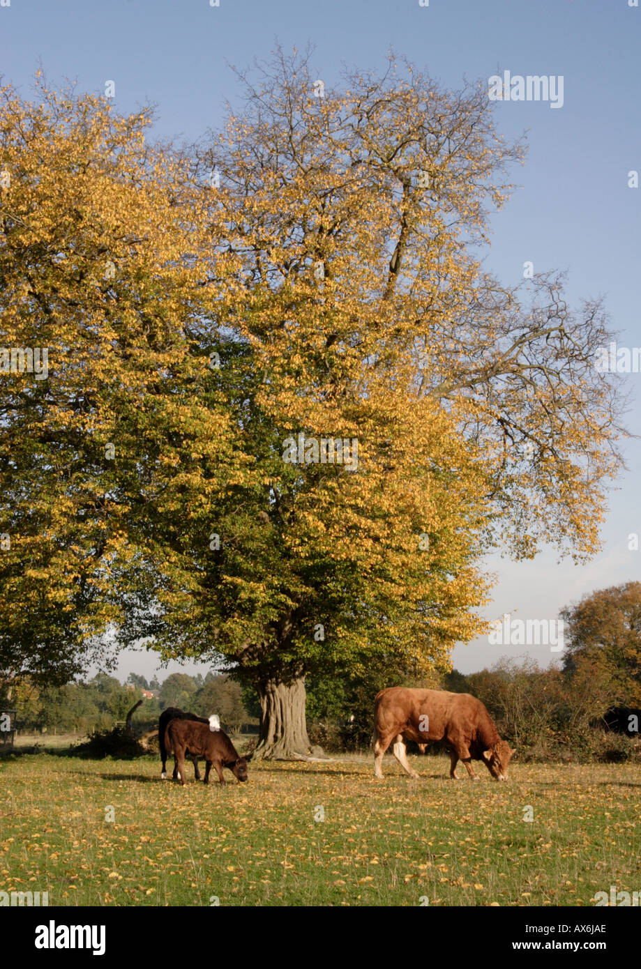 A day on the farm Stock Photo - Alamy