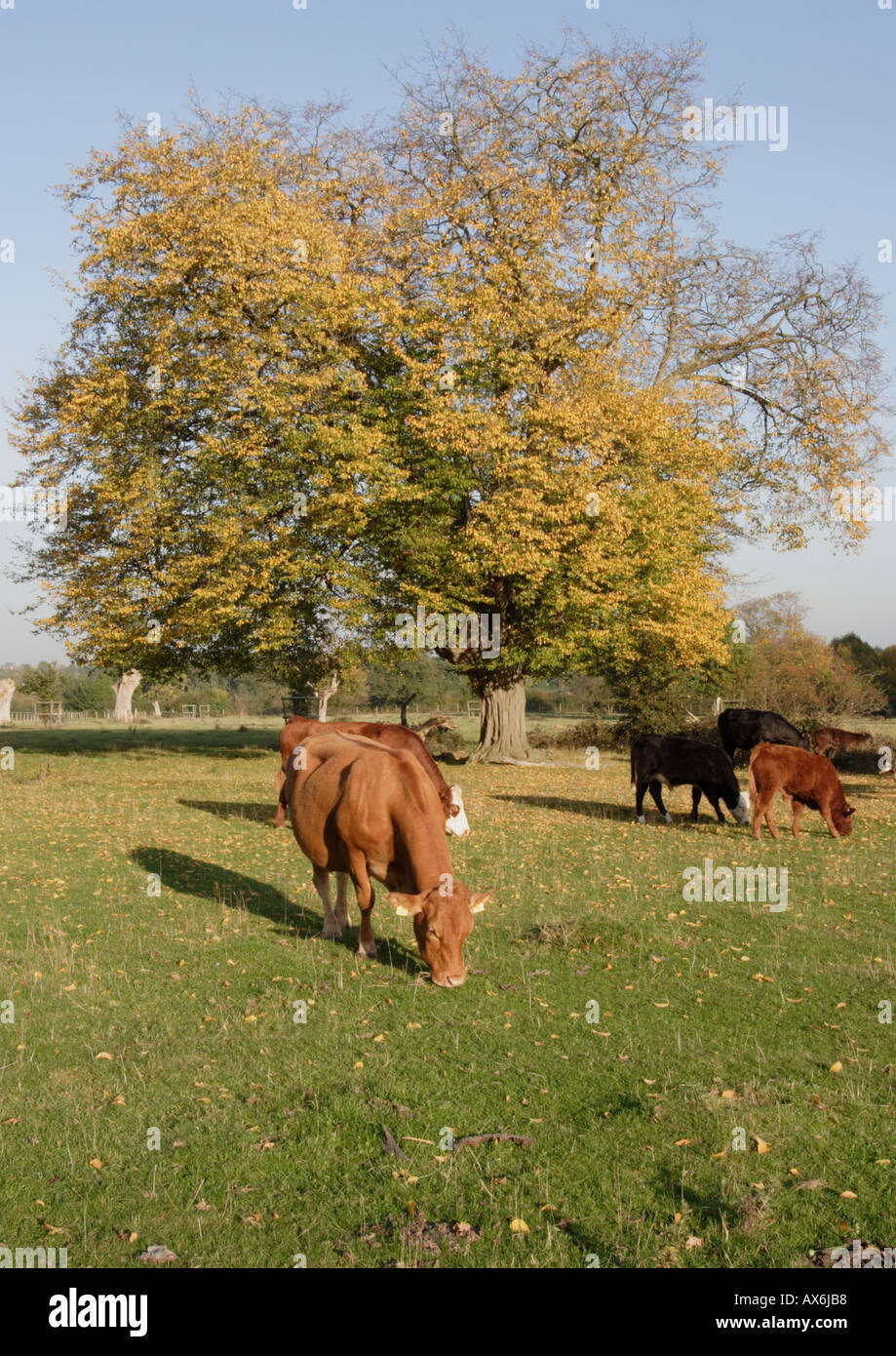 Grazing trunks hi-res stock photography and images - Alamy