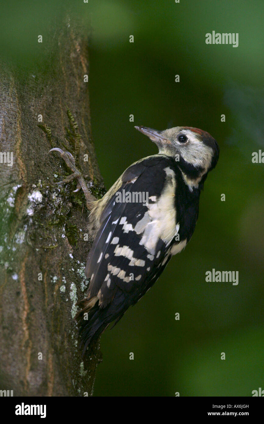 Woodpecker side view bird photo hi-res stock photography and images - Alamy
