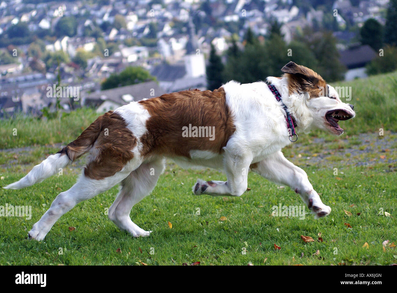 Close-up of Saint Bernard running in field Stock Photo - Alamy