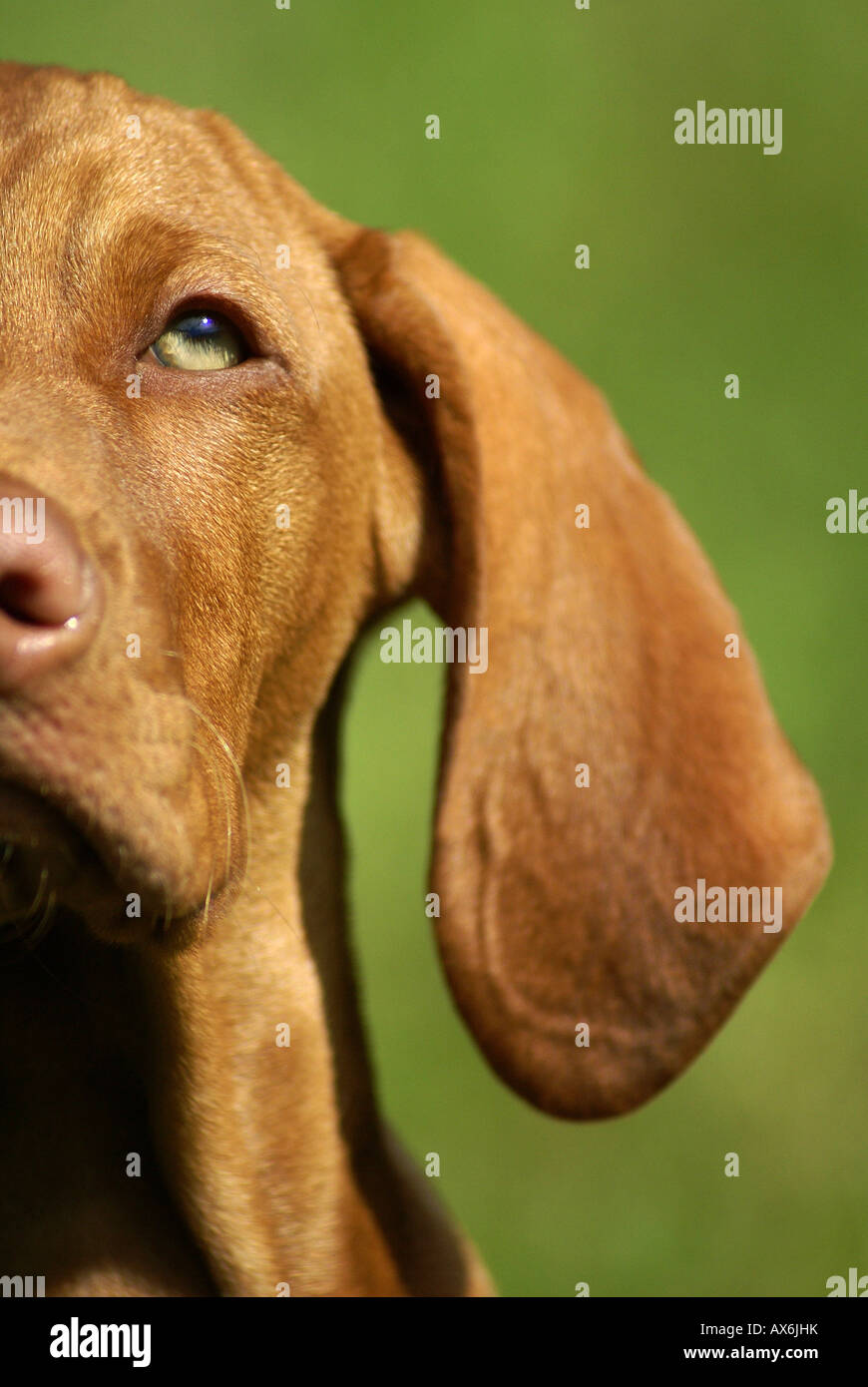 Dog cross section hi-res stock photography and images - Alamy