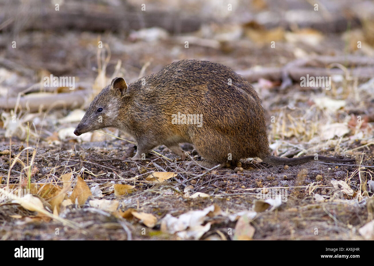 Bandicoots hi-res stock photography and images - Alamy