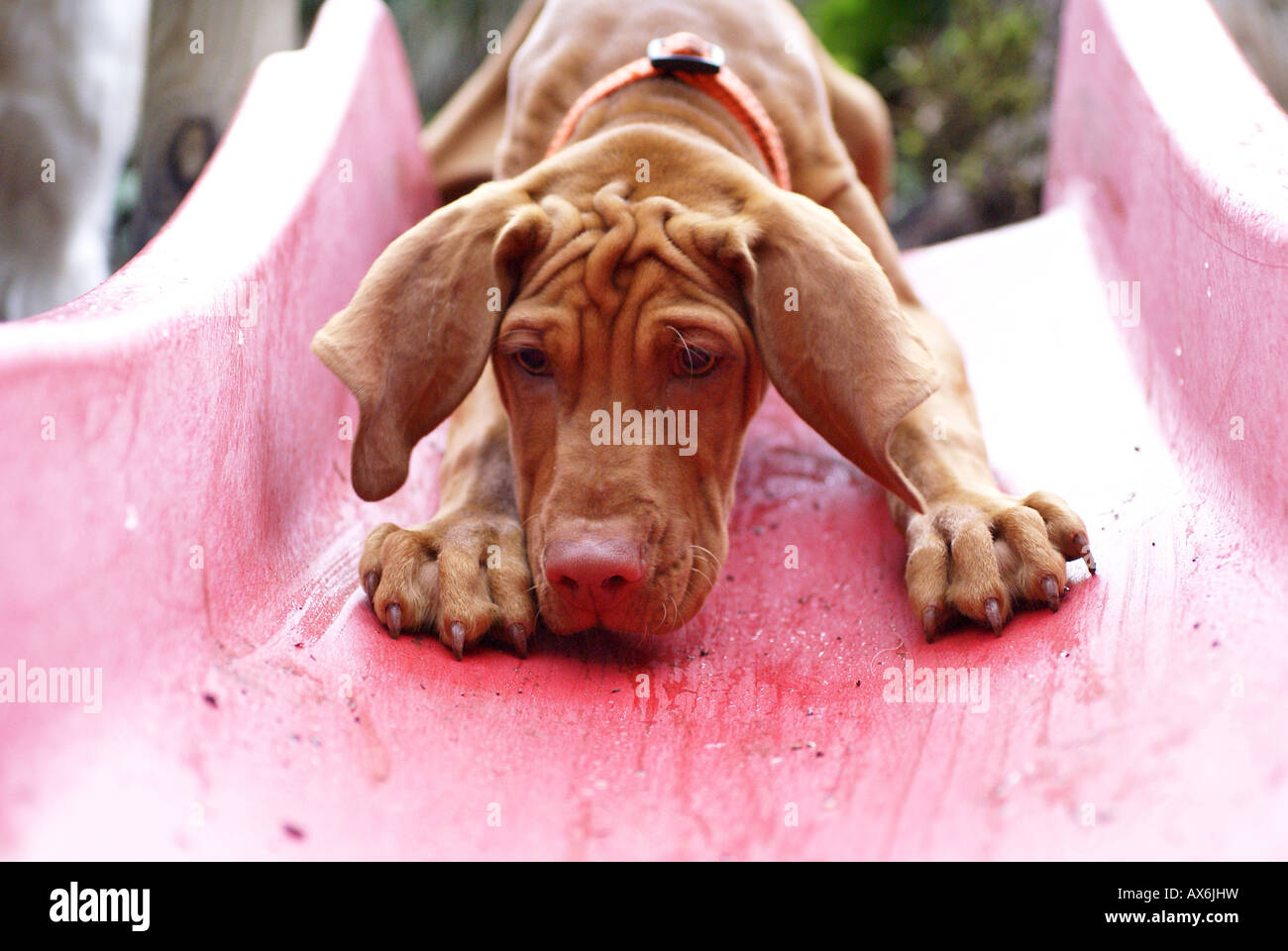 Dog slide hi-res stock photography and images - Alamy